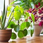 Indoor Gardening for Beginners - The Ultimate Guide