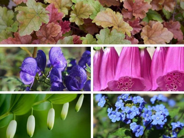 10 Beautiful Flowers of Spain You Can Grow Locally
