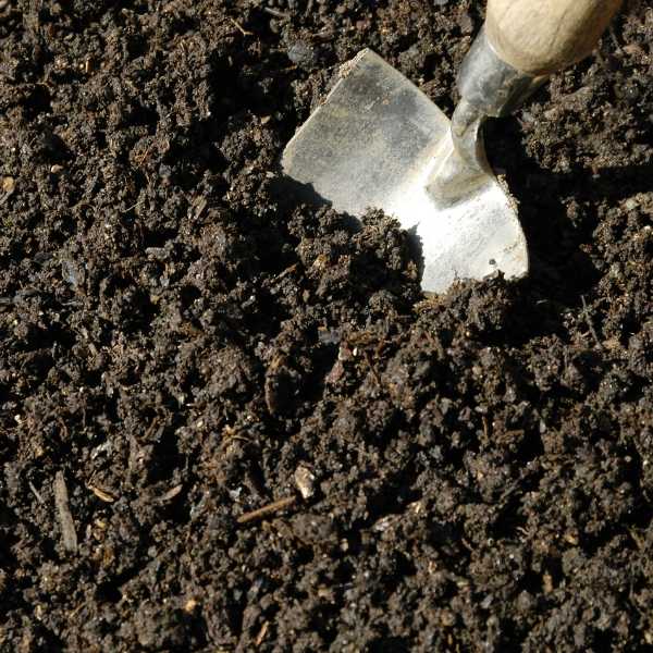 Is Cow Manure Good For Tomatoes A Detailed Answer Is Revealed