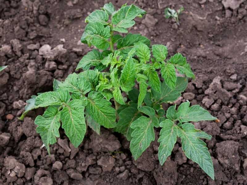 Is Cow Manure Good For Tomatoes A Detailed Answer Is Revealed