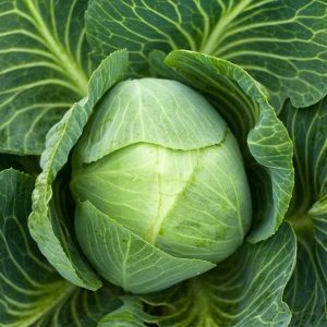 13 Best Vegetables to Grow in Virginia