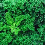 13 Best Vegetables to Grow in Virginia