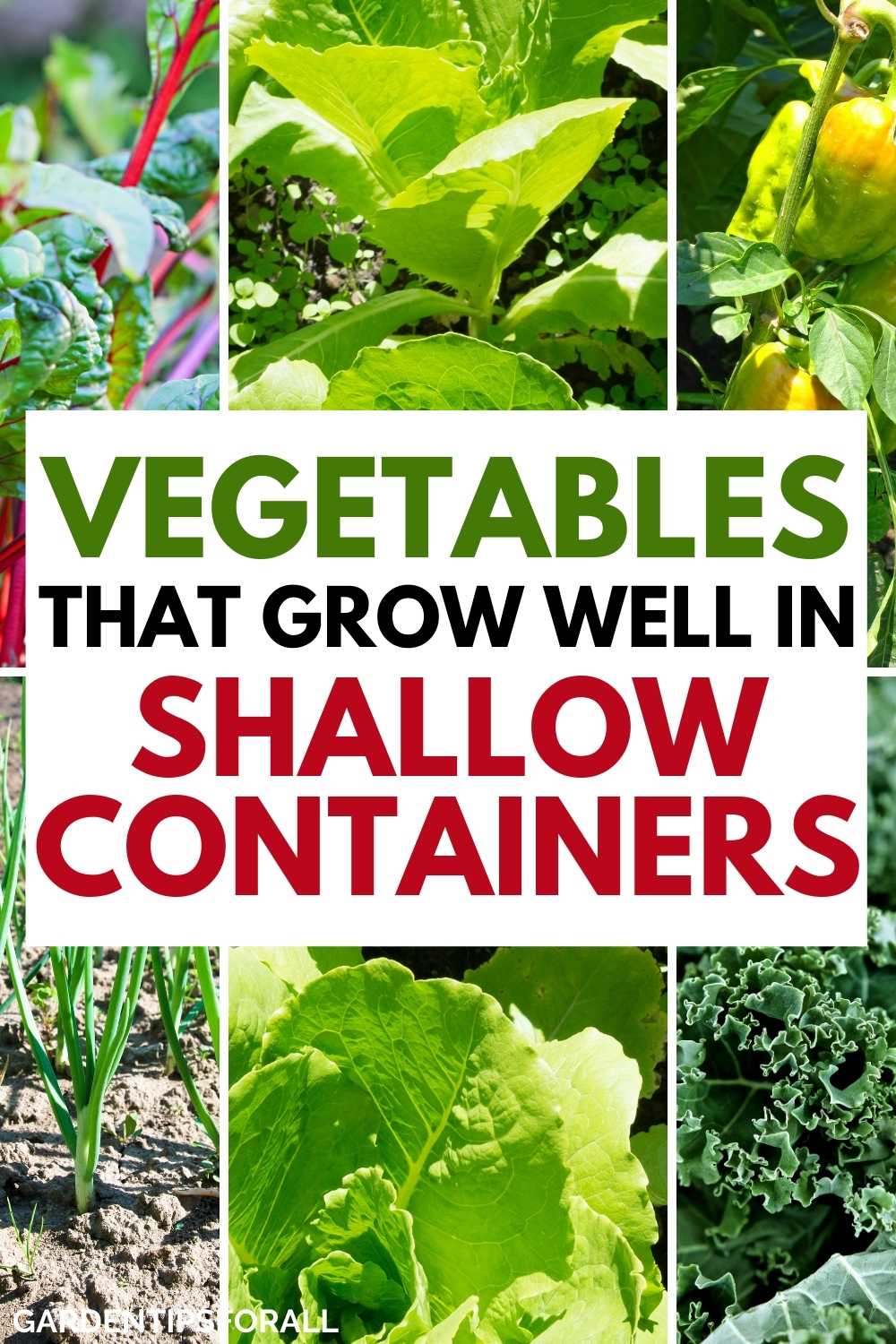 Vegetables that Grow Well in Shallow Containers