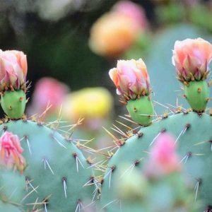 11 Gorgeous Native French Flowers to Grow in Your Garden
