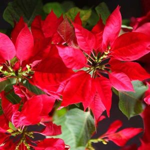 11 Gorgeous Native French Flowers to Grow in Your Garden