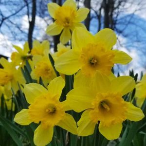 11 Gorgeous Native French Flowers to Grow in Your Garden