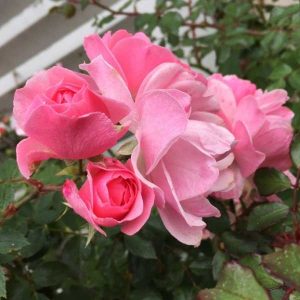 11 Gorgeous Native French Flowers to Grow in Your Garden