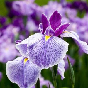 11 Gorgeous Native French Flowers to Grow in Your Garden