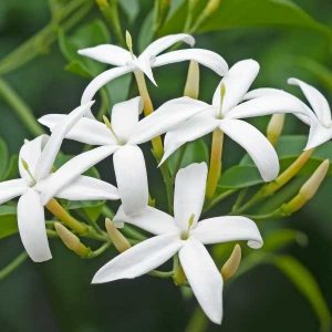 11 Gorgeous Native French Flowers to Grow in Your Garden