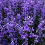 11 Gorgeous Native French Flowers to Grow in Your Garden