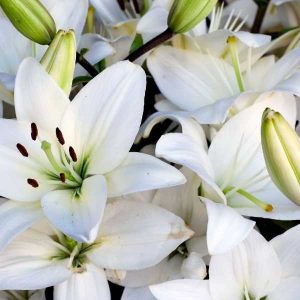 11 Gorgeous Native French Flowers to Grow in Your Garden