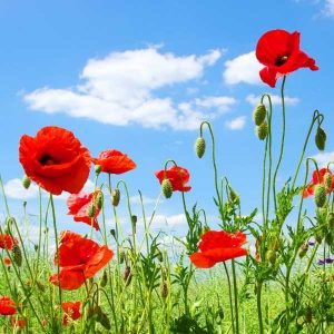 11 Gorgeous Native French Flowers to Grow in Your Garden