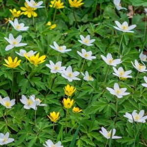 11 Beautiful Traditional Italian Flowers You Should Try Growing