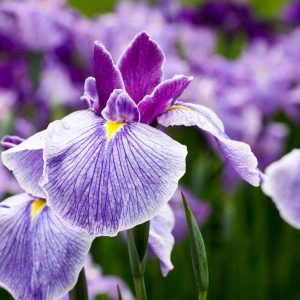 9 Native Greek Flowers and the Myths Behind Them