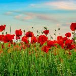 11 Beautiful Traditional Italian Flowers You Should Try Growing