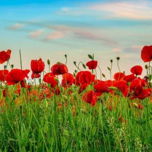 11 Beautiful Traditional Italian Flowers You Should Try Growing