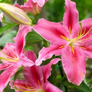 9 Native Greek Flowers and the Myths Behind Them