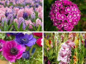 9 Native Greek Flowers and the Myths Behind Them