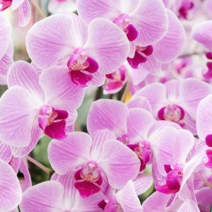 11 Beautiful Traditional Italian Flowers You Should Try Growing