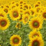 11 Beautiful Traditional Italian Flowers You Should Try Growing