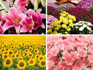 11 Beautiful Traditional Italian Flowers You Should Try Growing