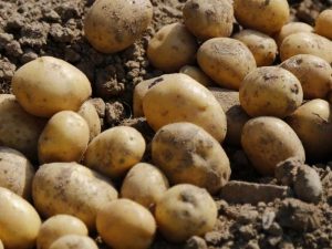 Is Potato a Root or a Stem? All You Need to Know