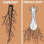 The Root System of a Tomato Plant - Everything You Need to Know!