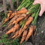 25 Examples of Plants with Taproots (Root System)