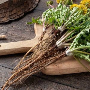 25 Examples of Plants with Taproots (Root System)
