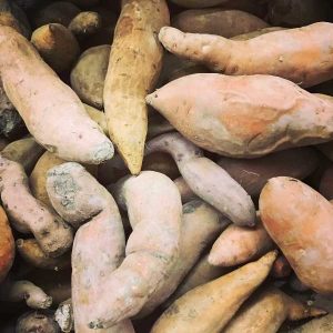 Is Sweet Potato a Taproot or Fibrous Root?