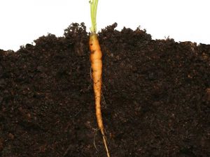 25 Examples of Plants with Taproots (Root System)