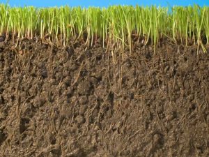 15 Plants with Fibrous Roots (Root System) You Should Know About