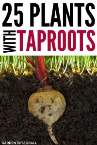 25 Examples of Plants with Taproots (Root System)