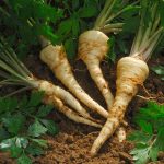 25 Examples of Plants with Taproots (Root System)