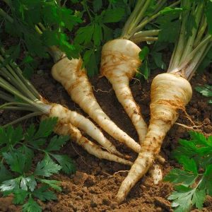 25 Examples of Plants with Taproots (Root System)