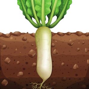 Is Carrot a Taproot or Fibrous Root? All You Need to Know