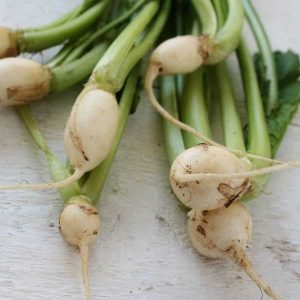 25 Examples of Plants with Taproots (Root System)