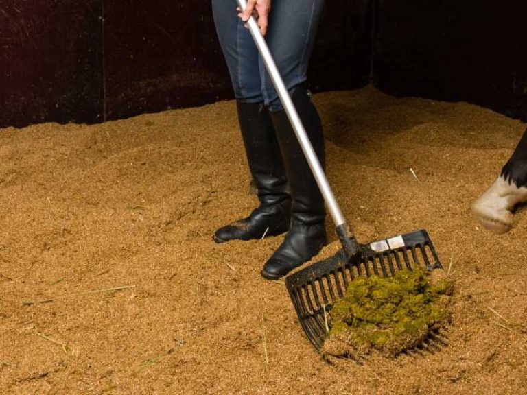 7 Best Manure Fork Reviews 2021