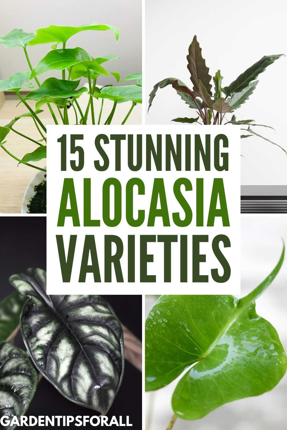 15 Awesome Alocasia Varieties with Names and Pictures