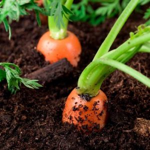 13 Best Vegetables to Grow in Virginia