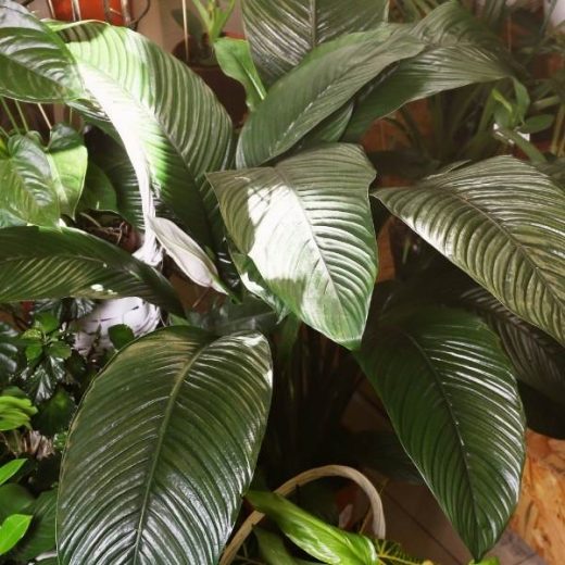 15 Different Peace Lily Varieties (Spathiphyllum Types) + Pictures
