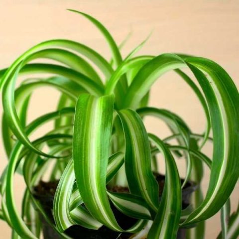 8 Different Types of Spider Plants with Pictures