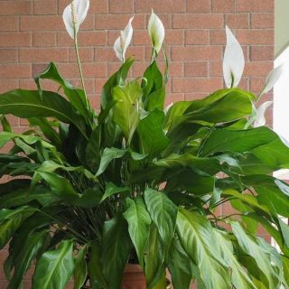 15 Different Peace Lily Varieties (Spathiphyllum Types) + Pictures