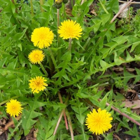 9 Different Types of Dandelions and 4 Look Alike Flowers + Photos