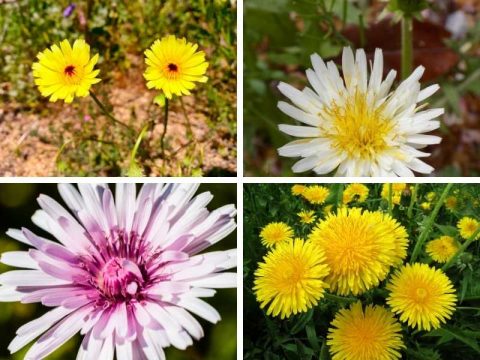 9 Different Types of Dandelions and 4 Look Alike Flowers + Photos