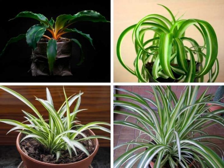 8 Different Types of Spider Plants with Pictures