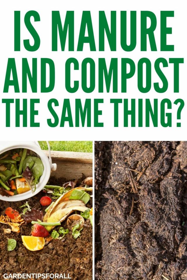Is Compost and Manure the Same Thing?