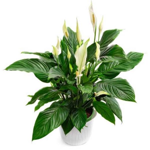 15 Different Peace Lily Varieties (Spathiphyllum Types) + Pictures