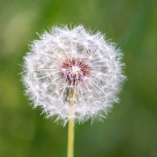9 Different Types of Dandelions and 4 Look Alike Flowers + Photos