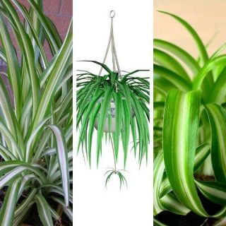 8 Different Types of Spider Plants with Pictures